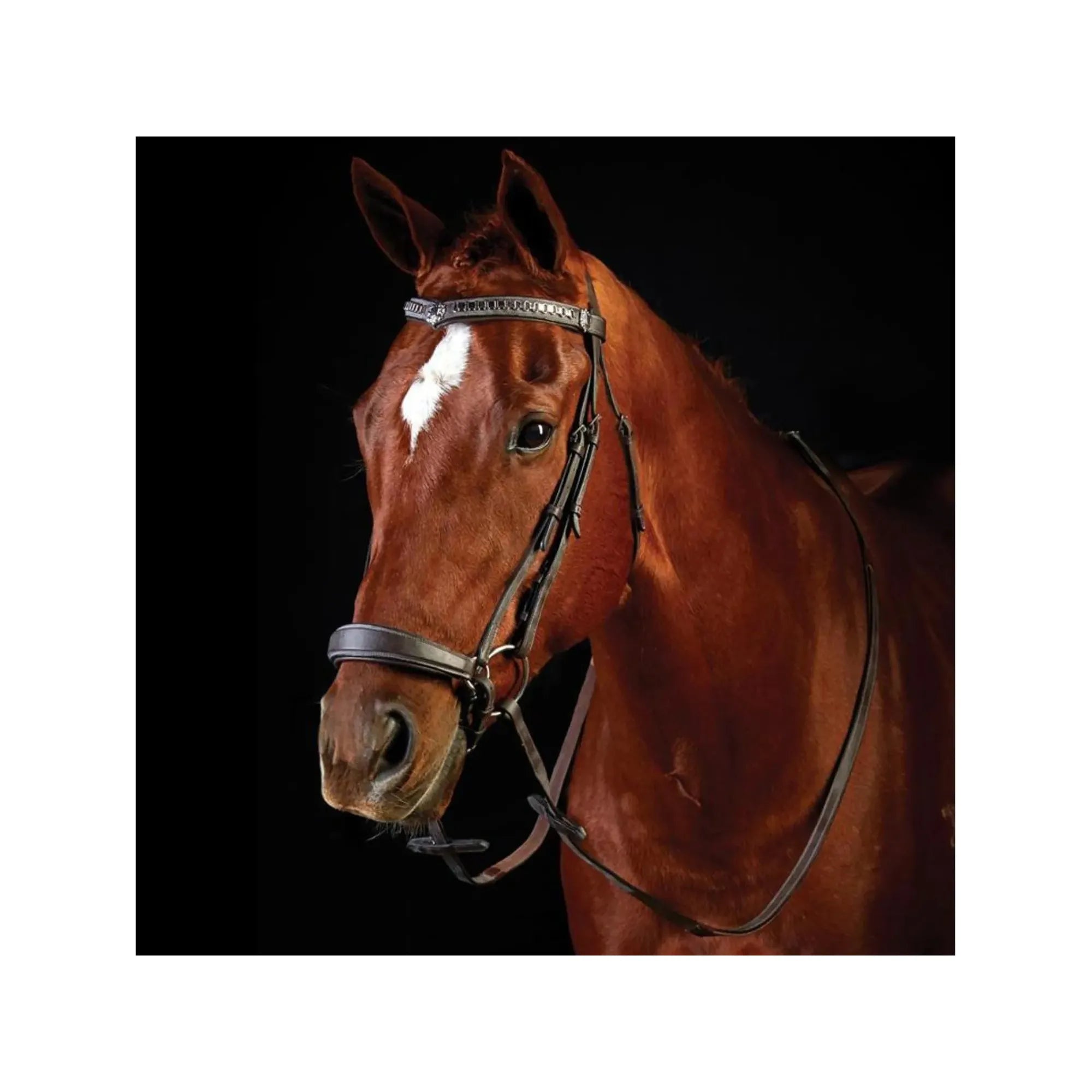 Collegiate Drop Noseband Bridle – Easts at Makaraka
