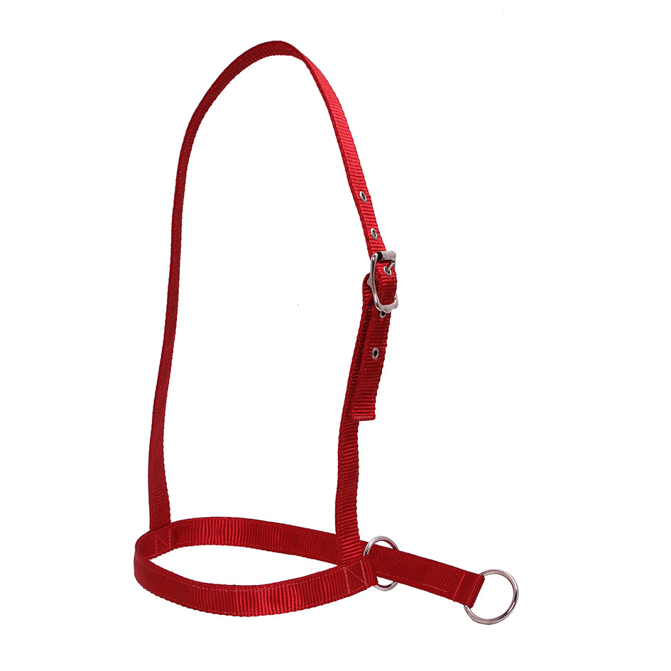 Nylon Webbing Cow Halter – Easts at Makaraka