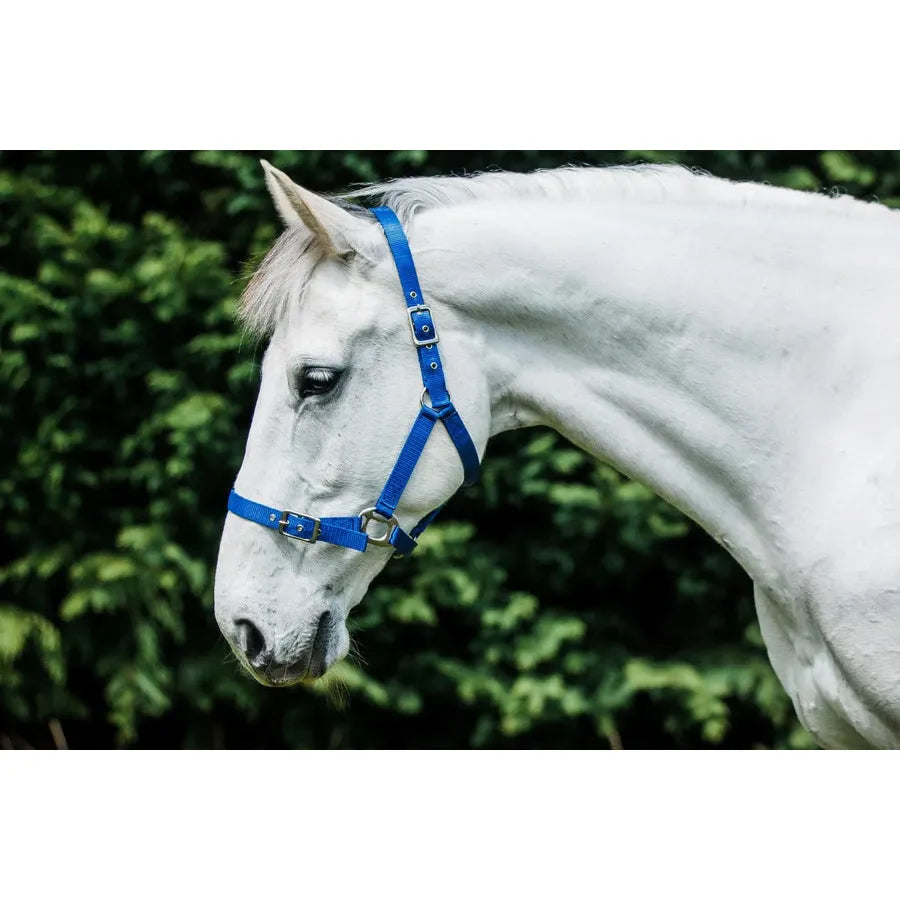 Flair Heavy Duty Nylon Web Halter – Easts at Makaraka