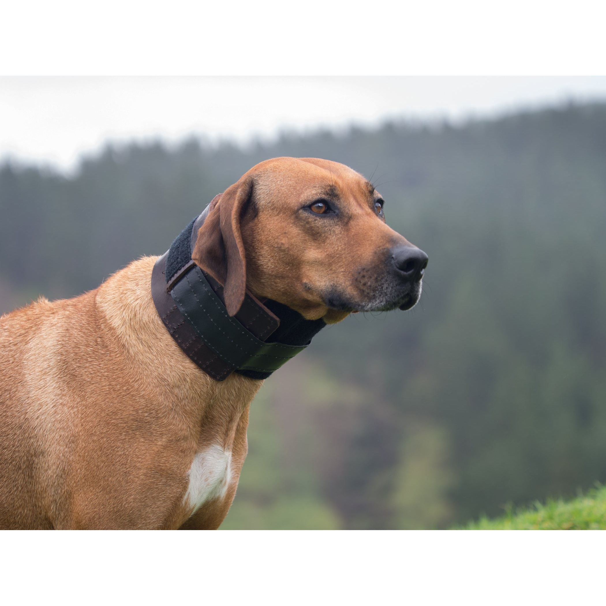 Non Shaped Rip Collar - Velcro Closure – Easts at Makaraka