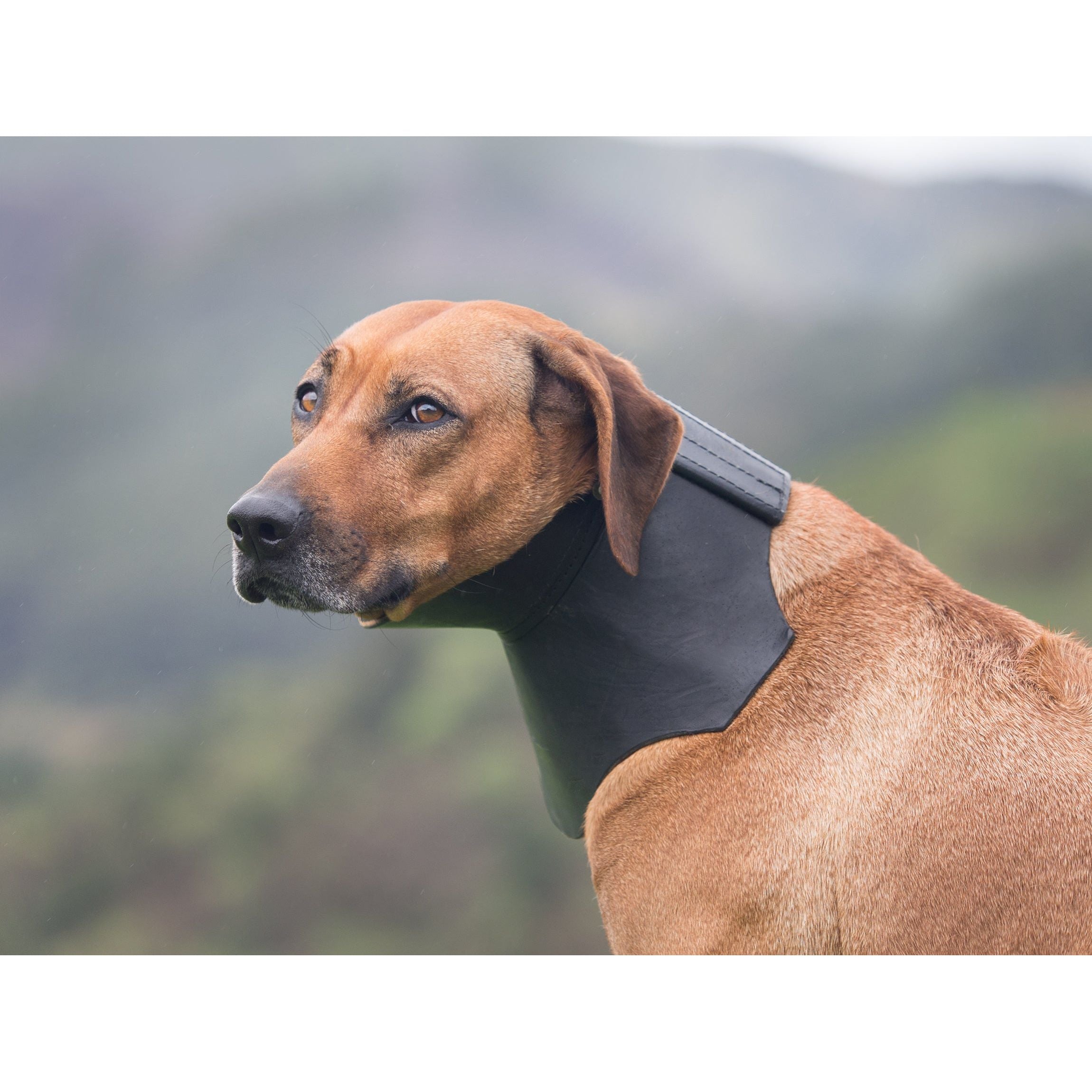 Large Shaped Rip Collar - Velcro Closure – Easts at Makaraka